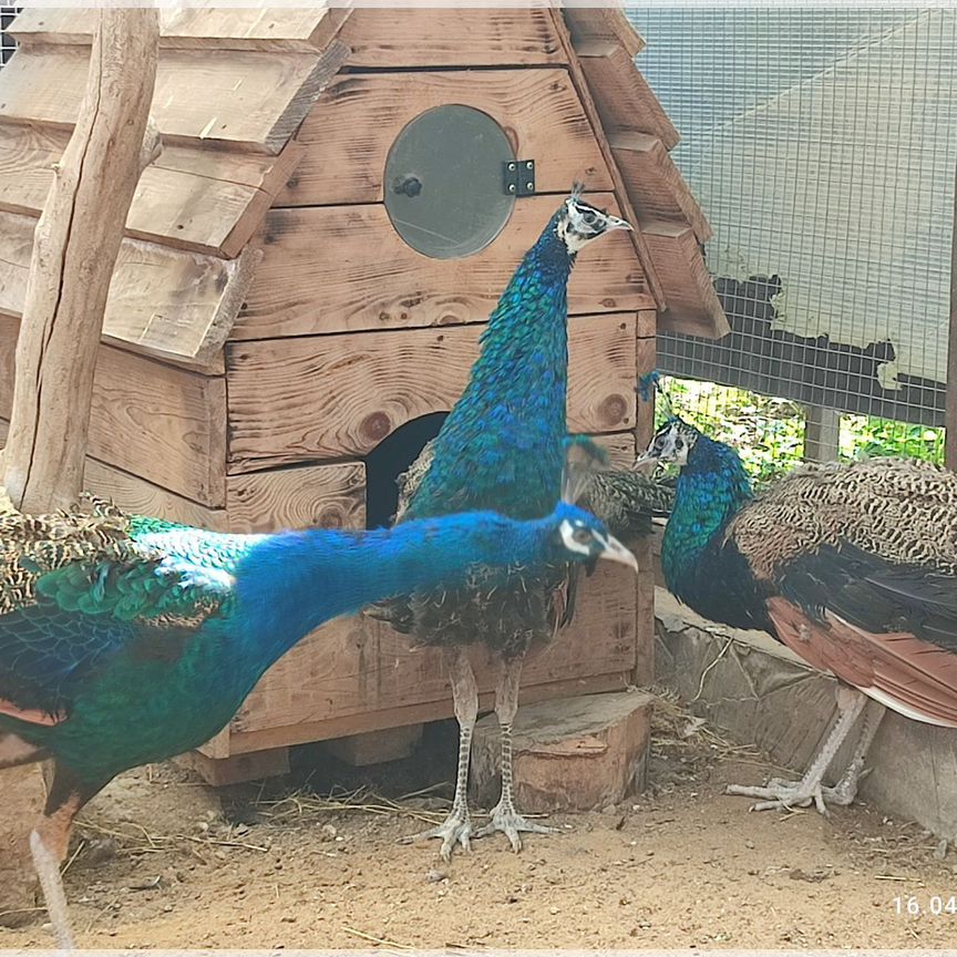 Индийские павлины