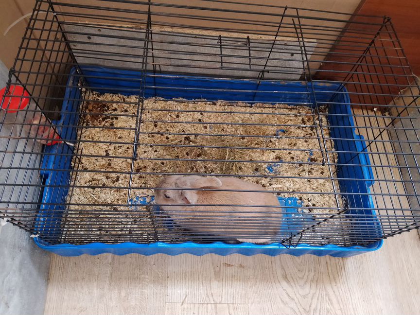 Клетка и кролик