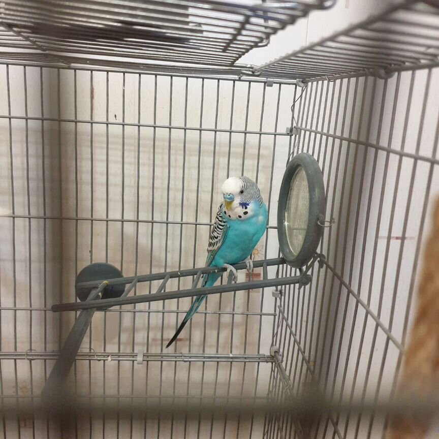 Волнистый попугай самец