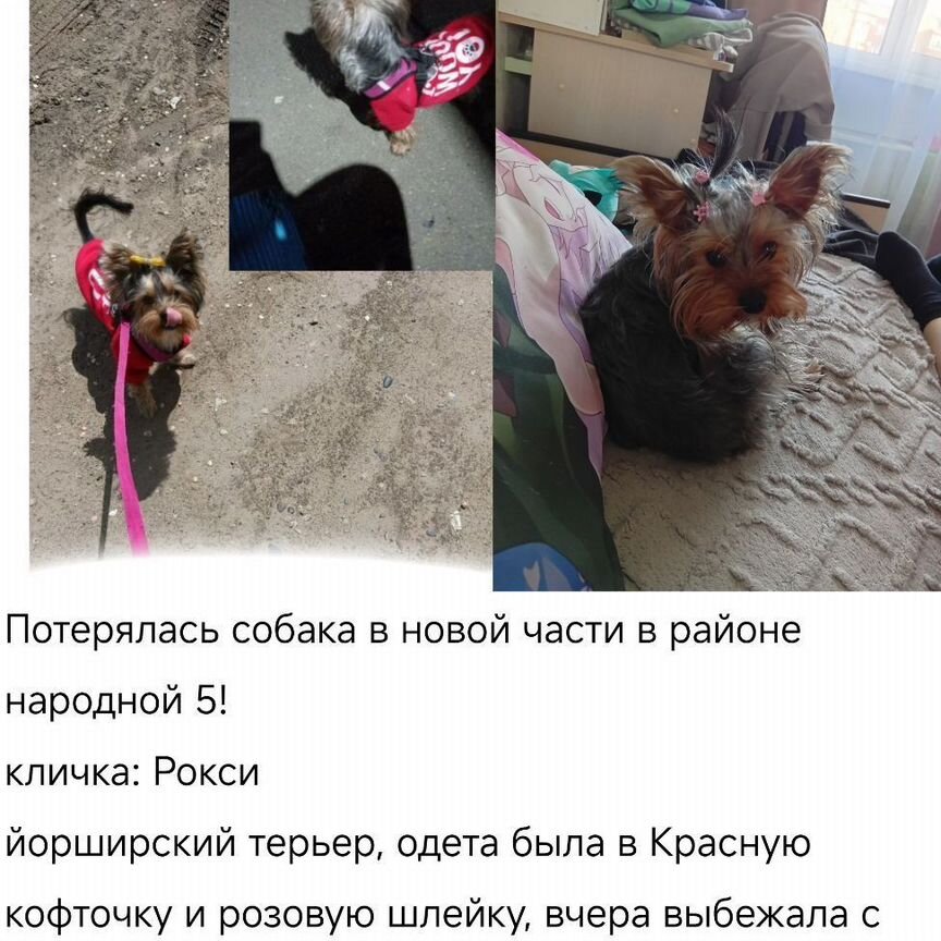 Йоркширский терьер, щенок