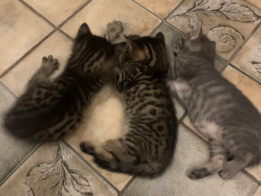 Котята от бенгальской кошки