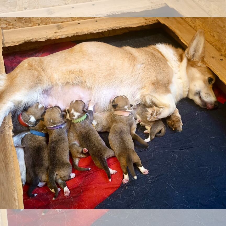 Вельш Корги Пемброк, щенок