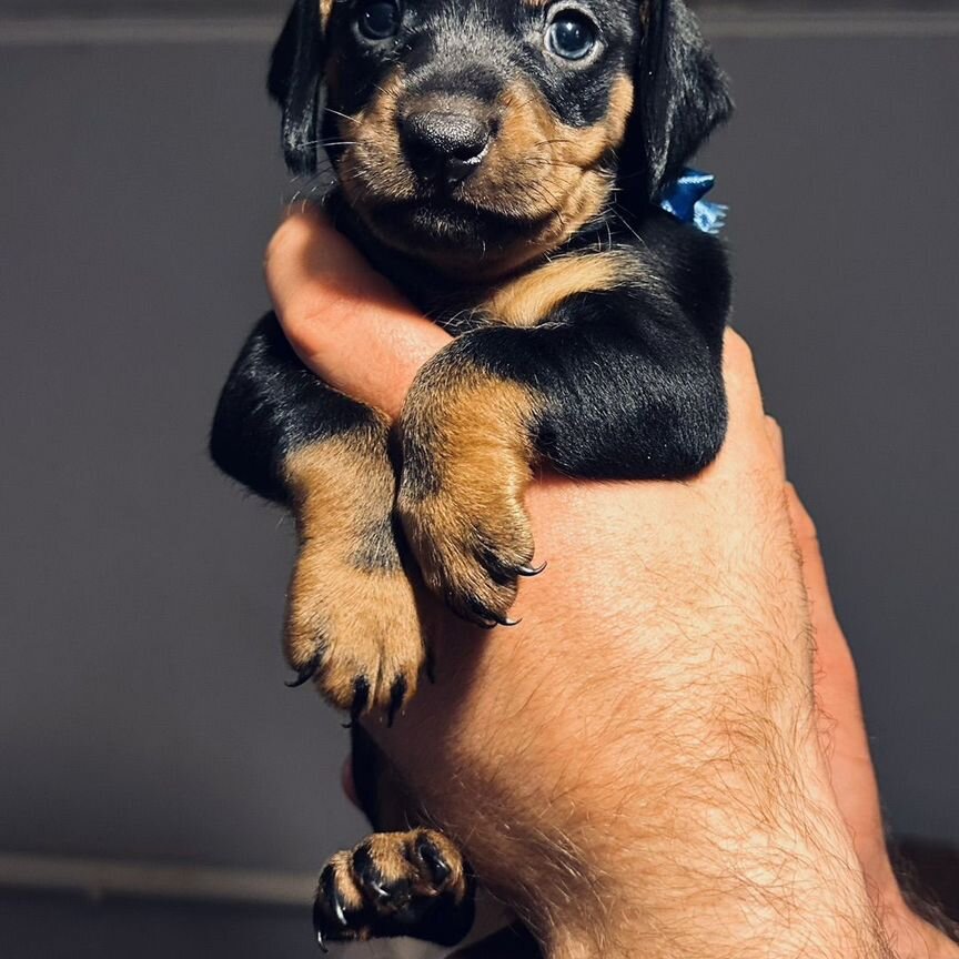 Щенки цвергпинчера