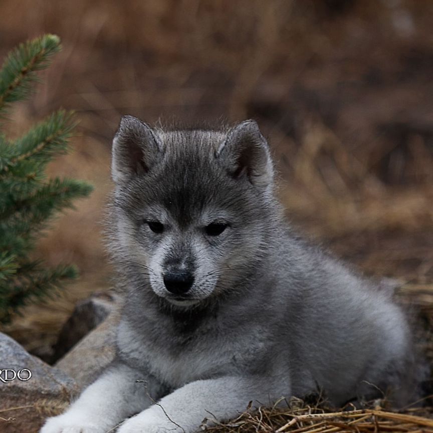 Хаски агути, мальчик