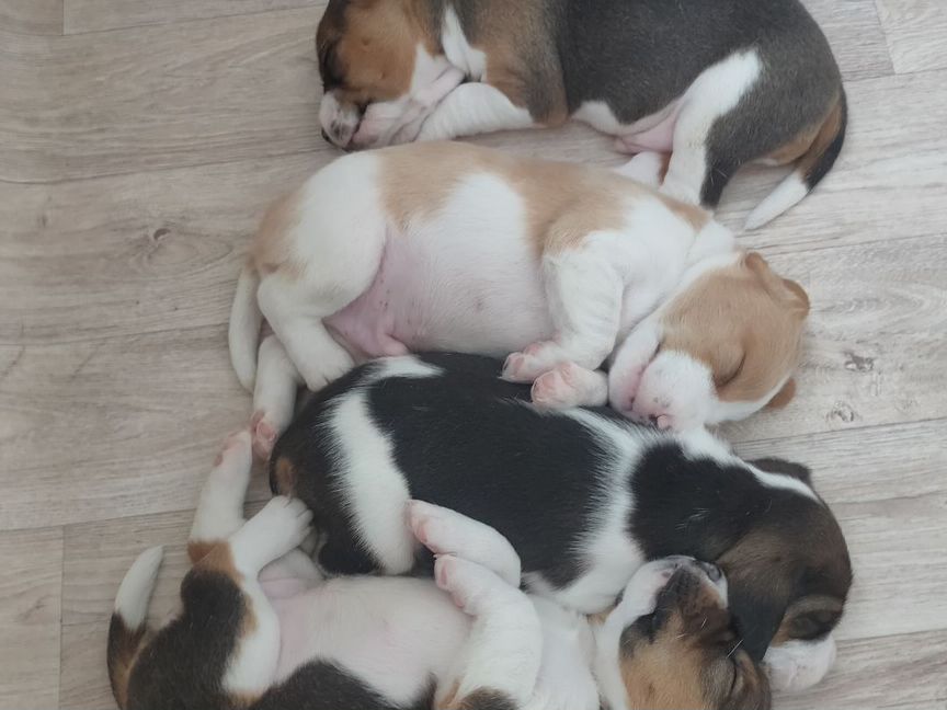 Эстонская гончая щенки