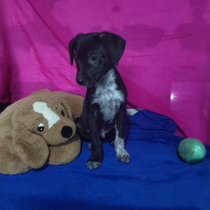 Щенки в добрые руки