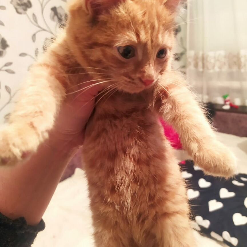 Котенок в добрые руки