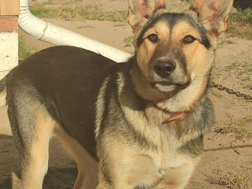 Собака в добрые руки