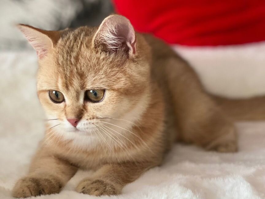 Британская девочка - Алиссия