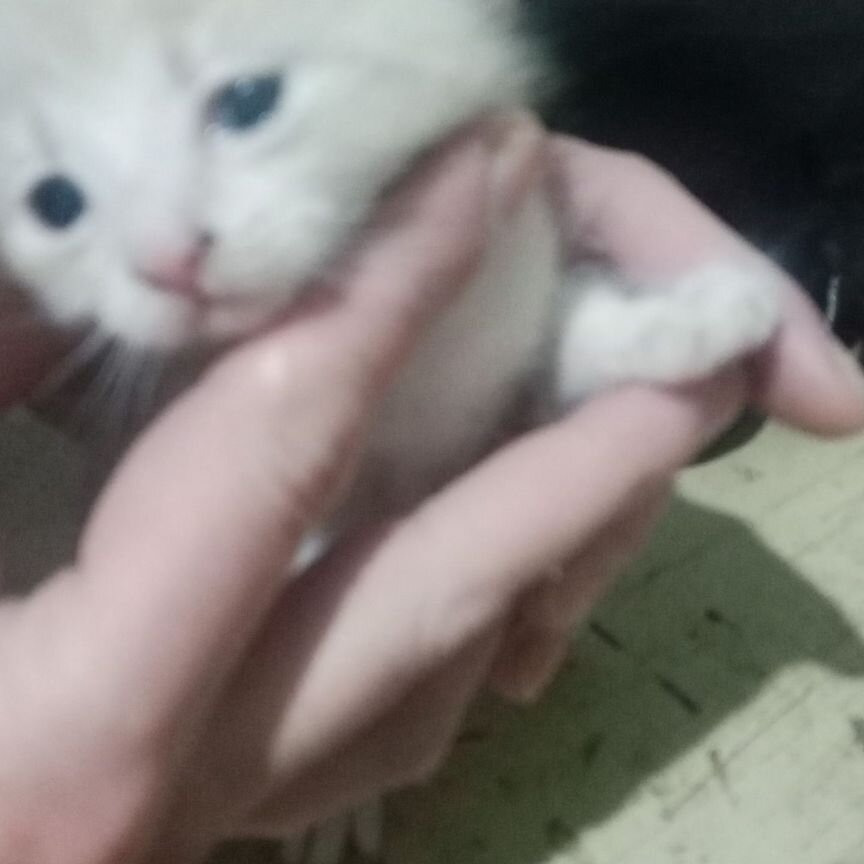 Два милых котенка