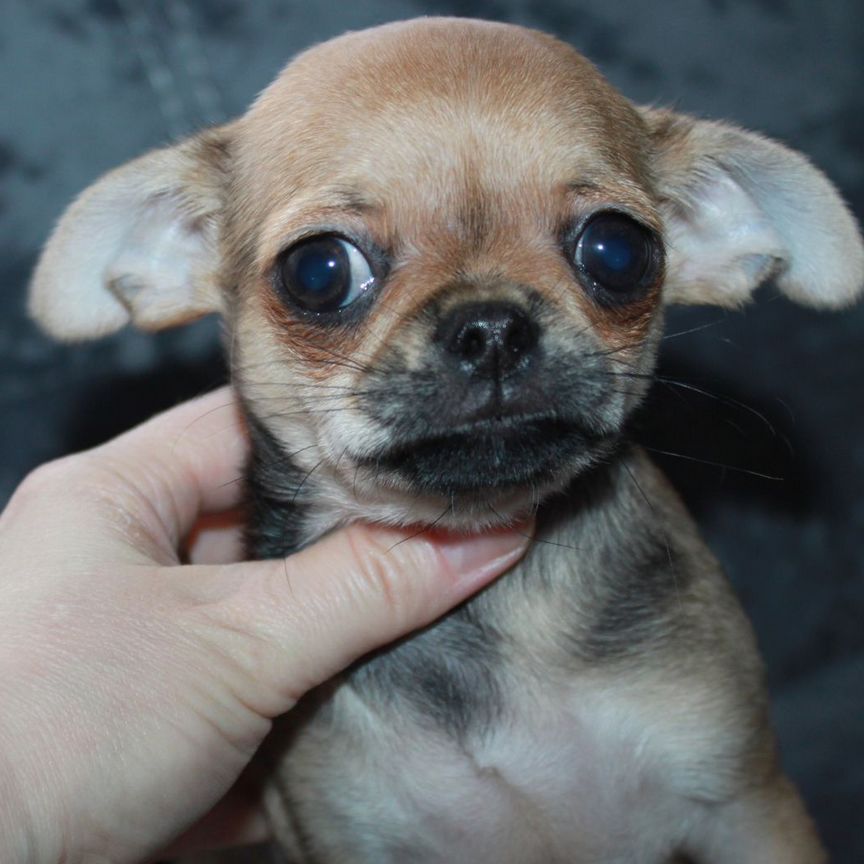 Чихуахуа, щенок