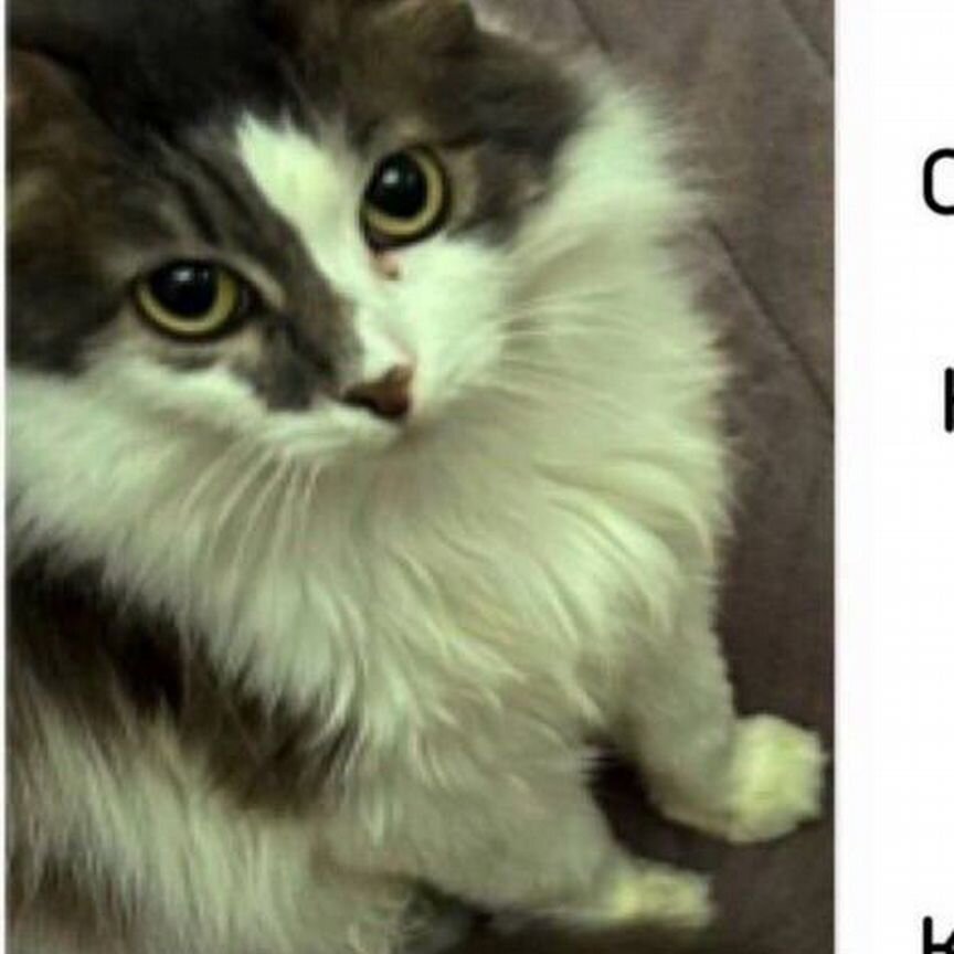 Кошечка серо-белая