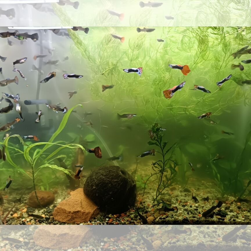 Аквариумные рыбки гуппи