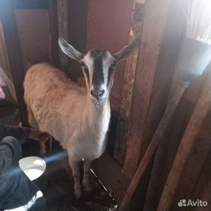 Коза дойная молочная