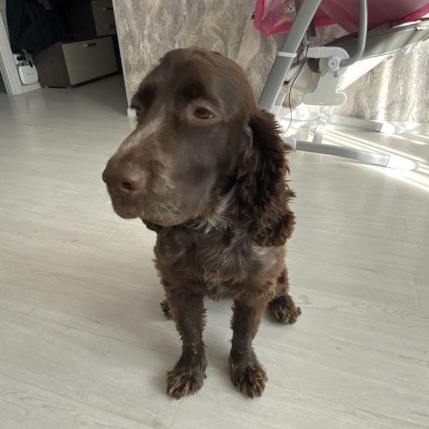 Отдам русского спаниеля