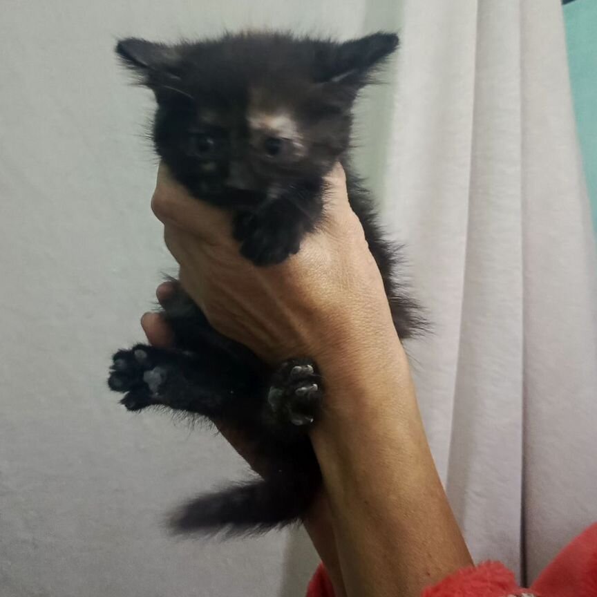 Котята в добрые руки бесплатно