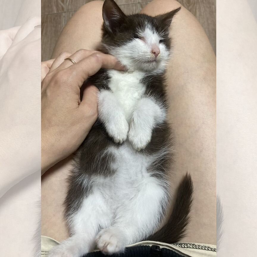 Котенок