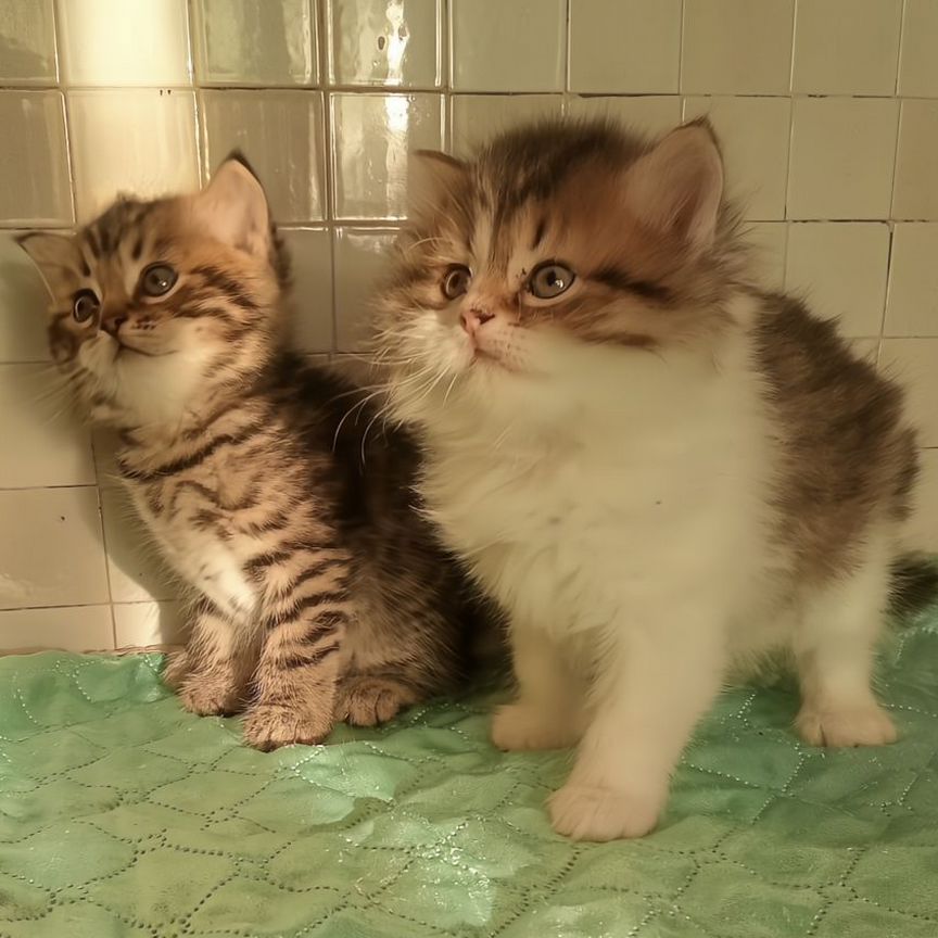 Шотландский вислоухий короткошёрстный котёнок