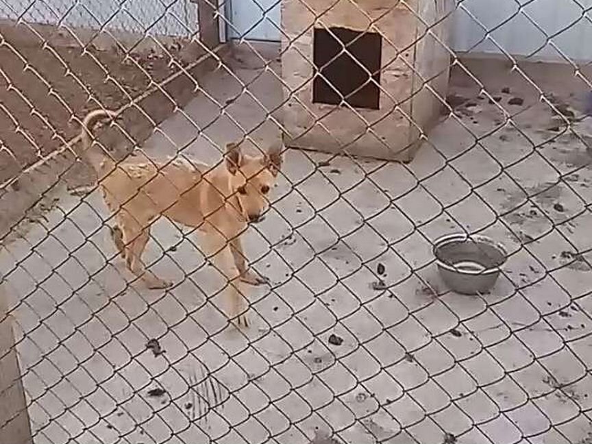 Щенок 1 год бесплатно