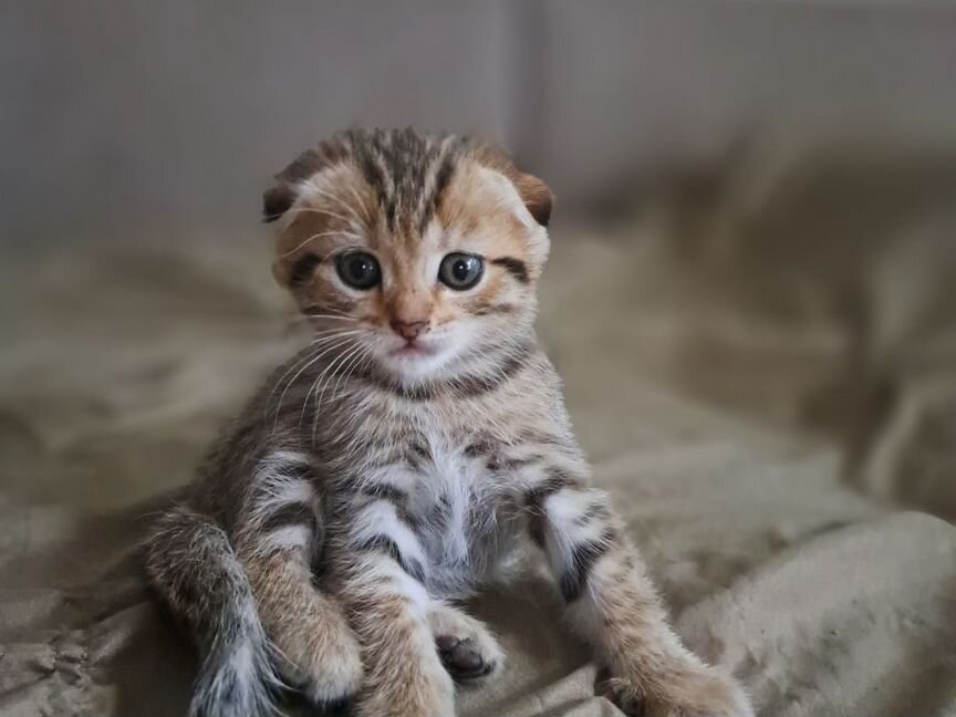 Шотландские котята