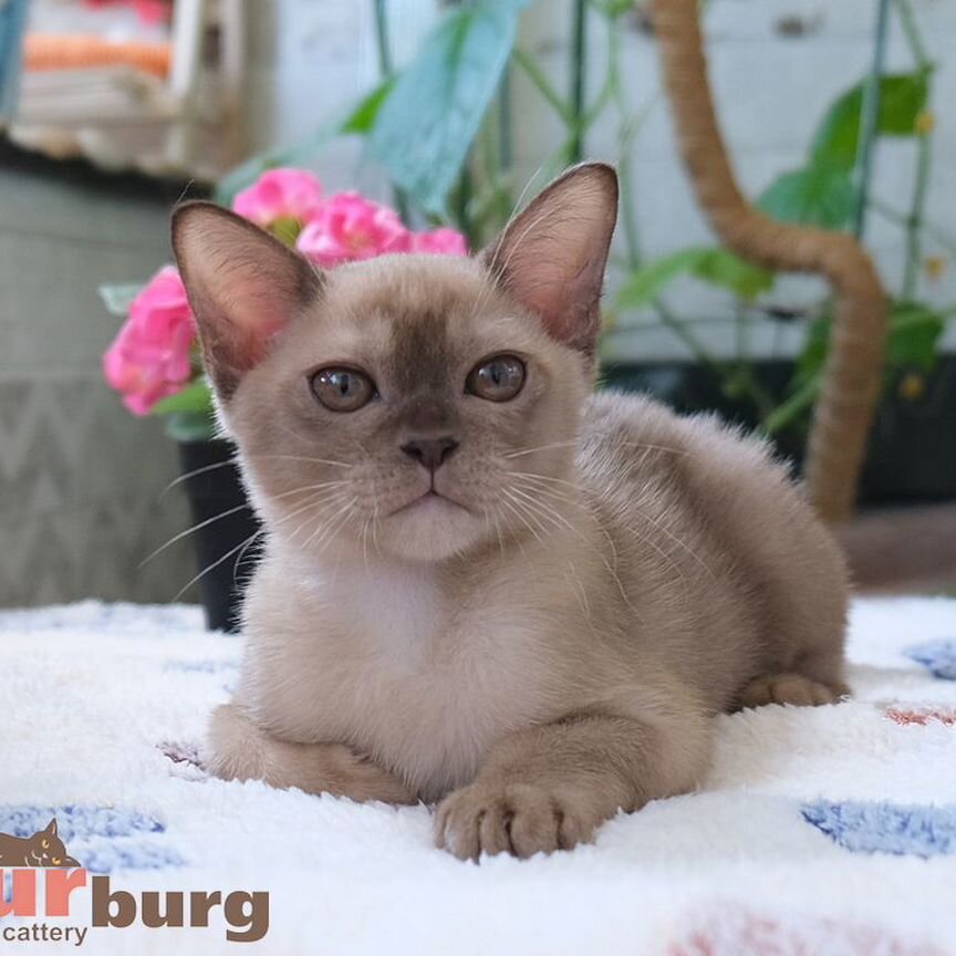 Бурманский шоколадный котенок