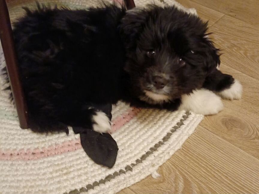 Отдам щенков