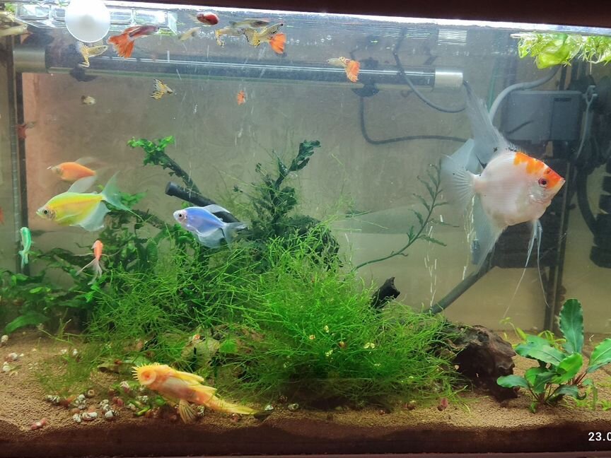 Аквариумные рыбки