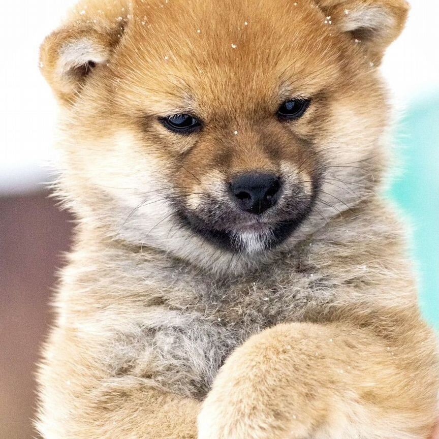 Очень красивый мальчик Сиба Ину