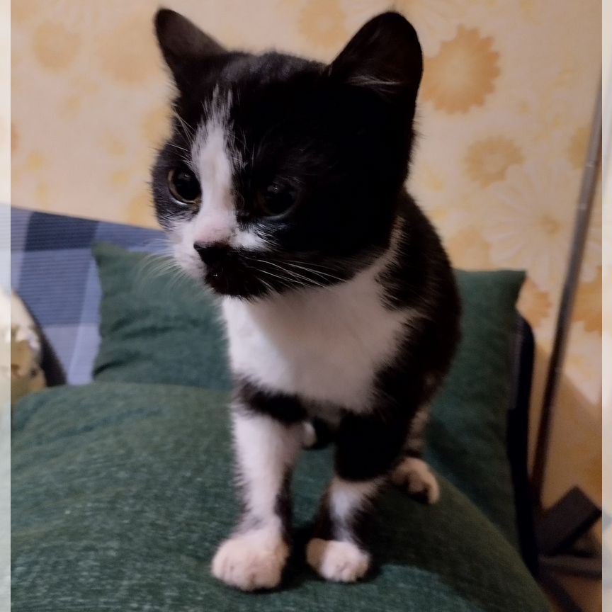 Котёнок в добрые руки