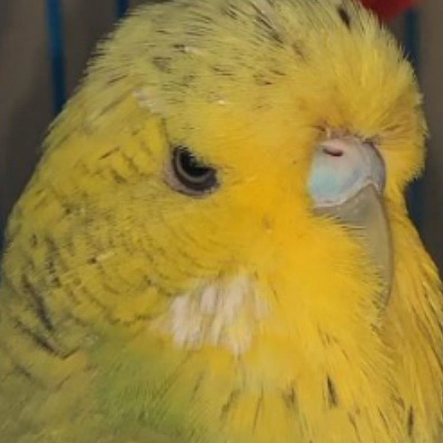 Попугай чех самка молоденькая