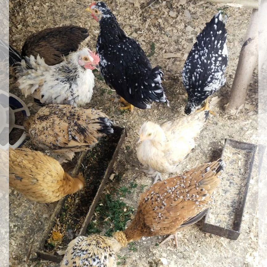 Декоративные куры