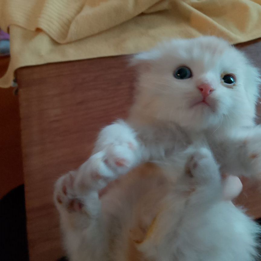 Котëнок в добрые руки