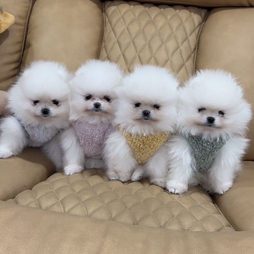 Померанский шпиц