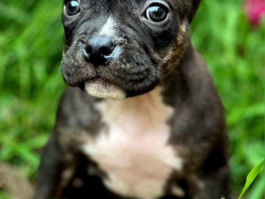 Американский булли щенок девочка (без купировки)