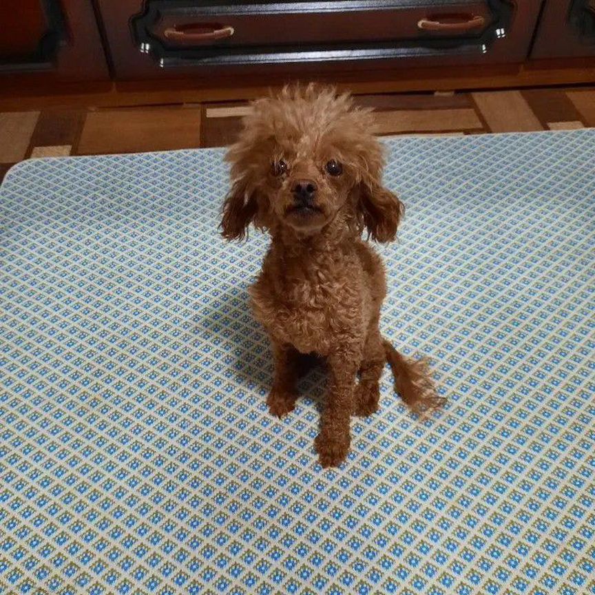 Той-пудель мини девочка