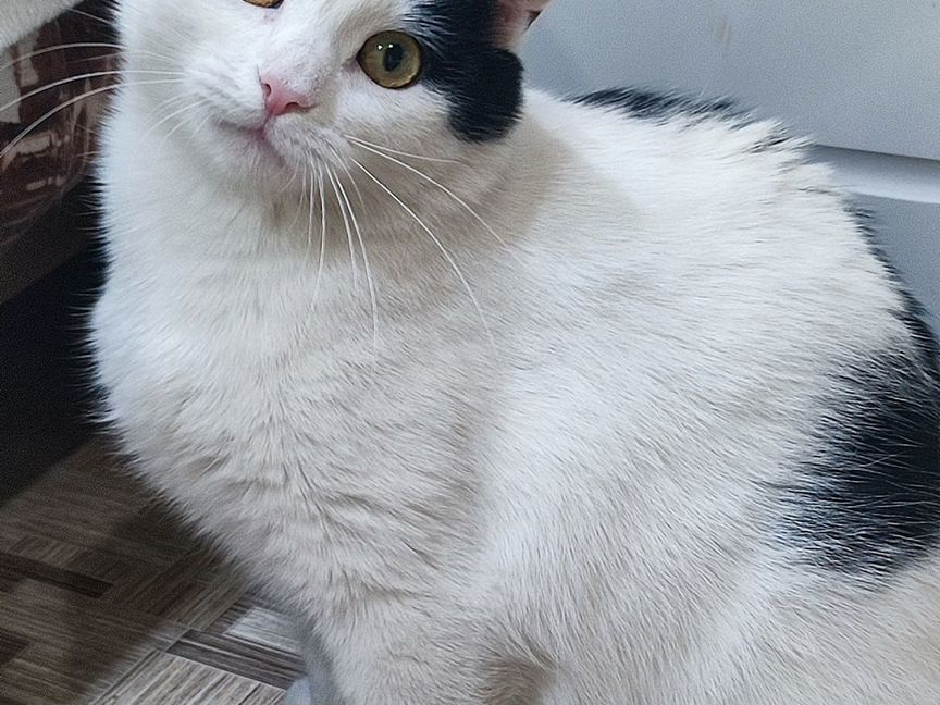 Уютная зимняя кошечка