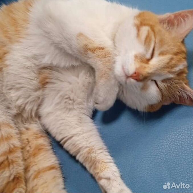 Кошка рыжая по кличке Перси (девочка)