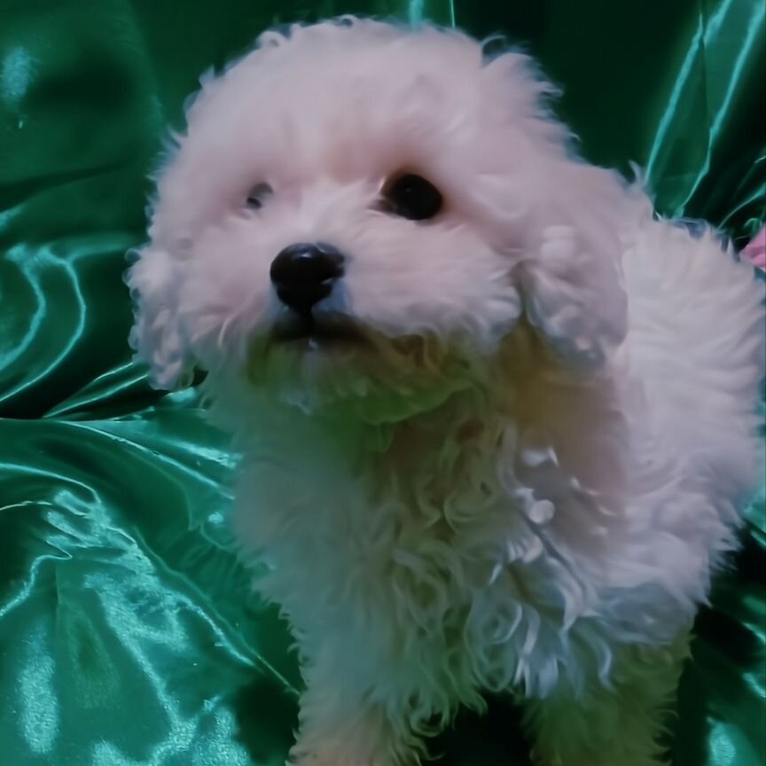 Бишон фризе, щенок