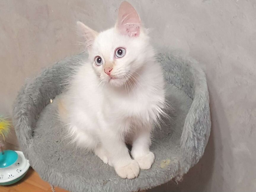 Котёнок голубоглазик, окрас рэд пойнт