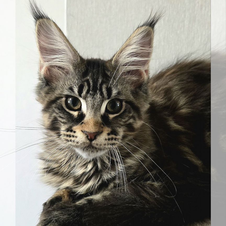 Мейн-кун котёнок