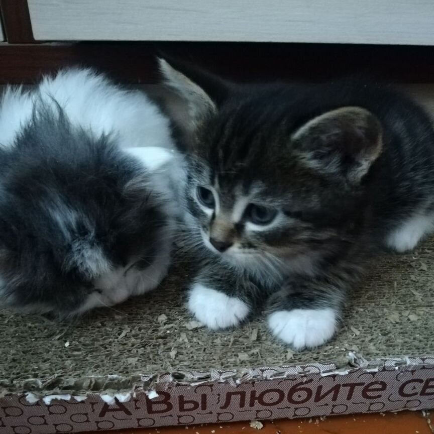 Котята