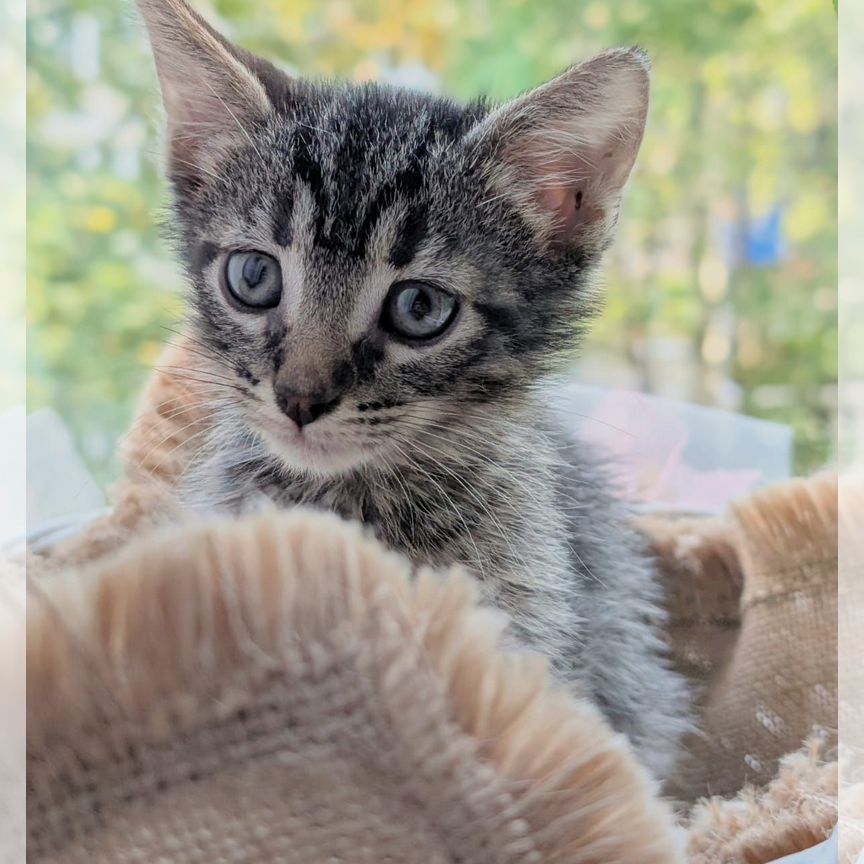 Котёнок в добрые руки