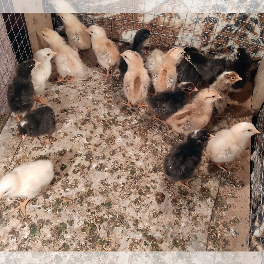 Цыплята несушки