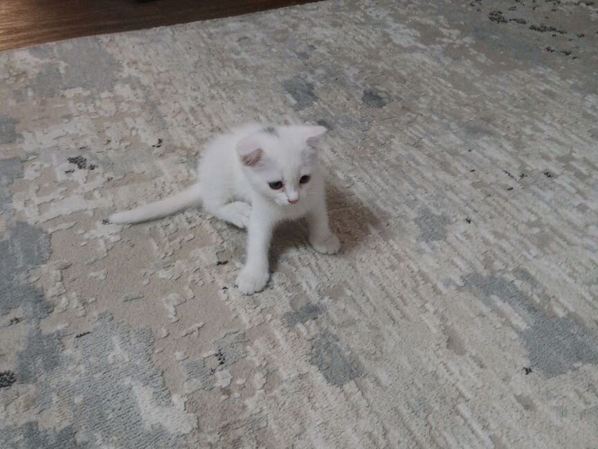 Котенок в добрые руки