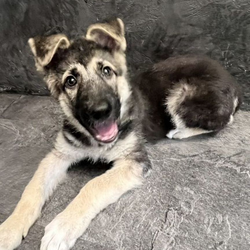 Щенок в добрые руки