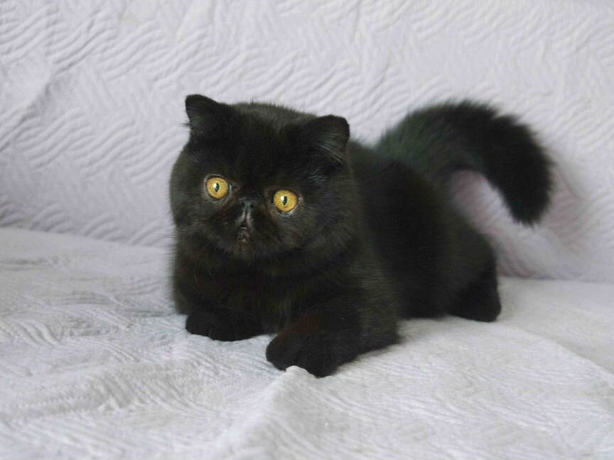 Мальчик экзот