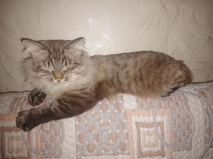 Невский маскарадный кот