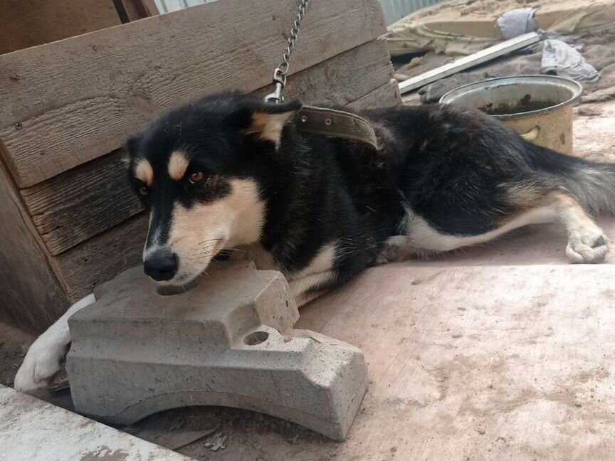 Собака в добрые руки