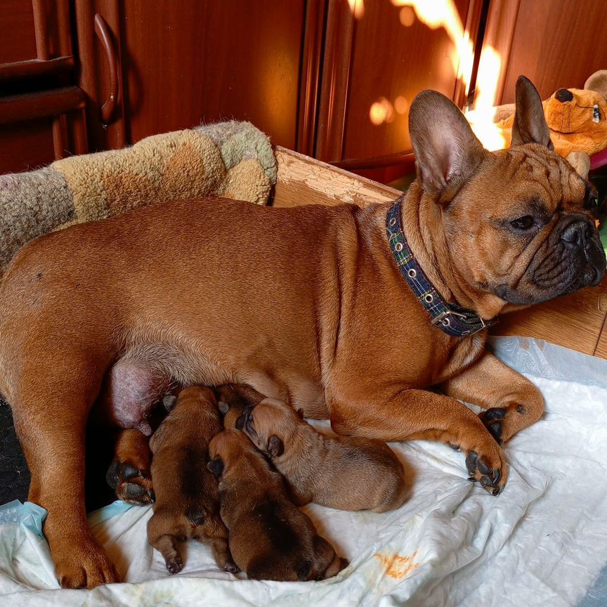 Французский бульдог щенки