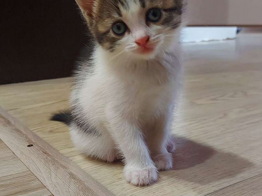 Очень красивые котятки